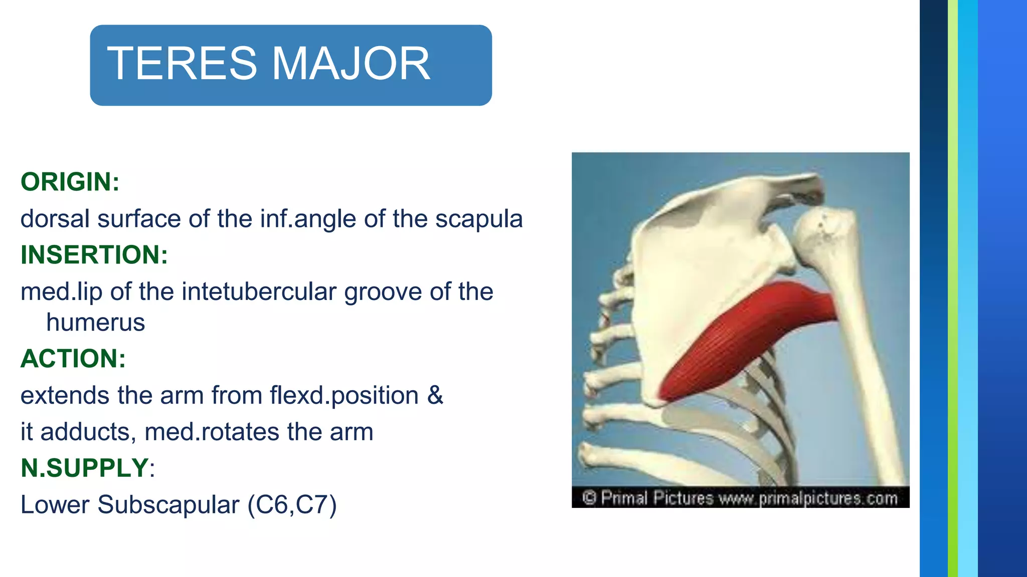 Anatomy of upper limb | PPTX