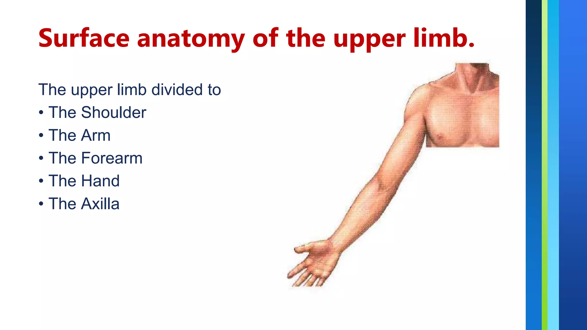 Anatomy of upper limb | PPTX