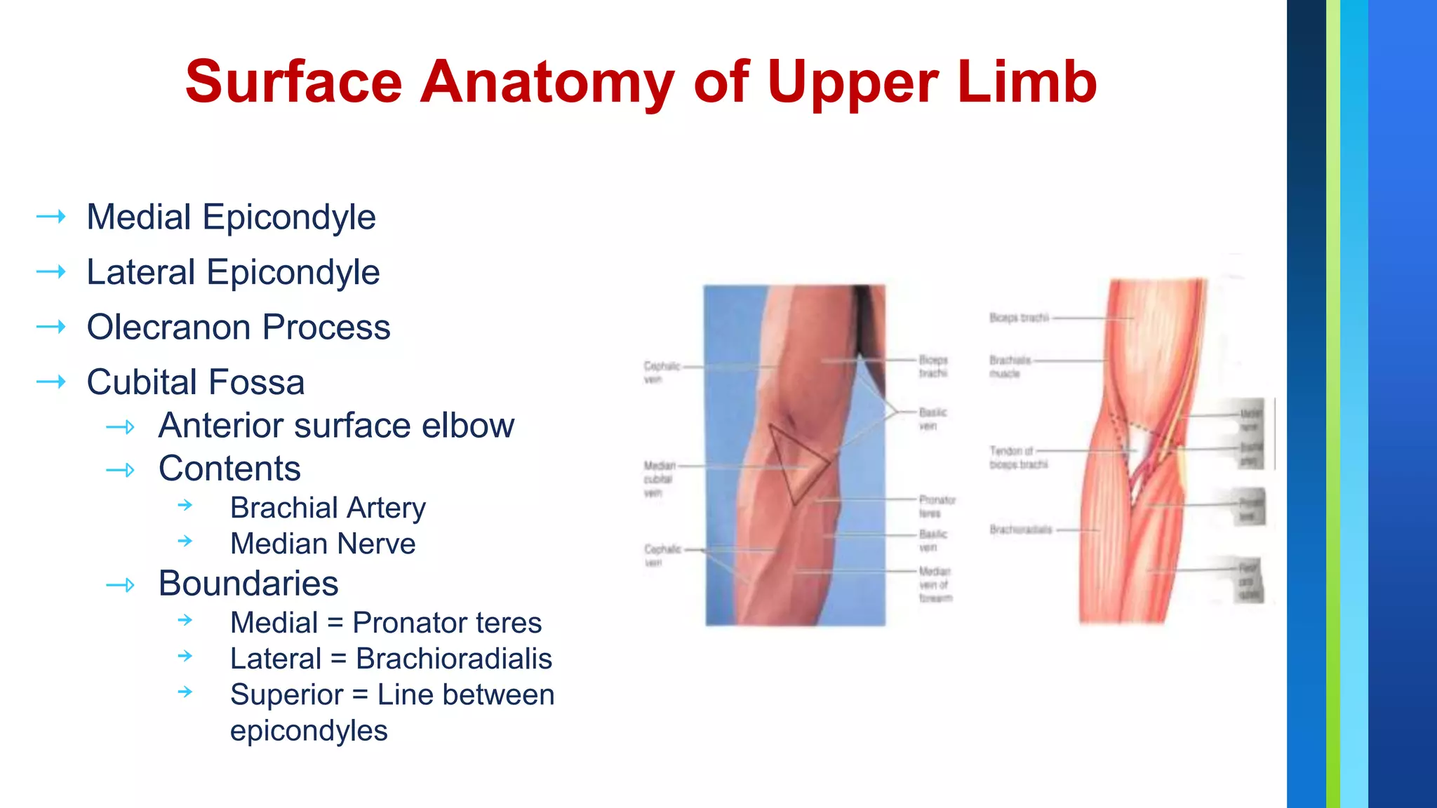 Anatomy of upper limb | PPTX