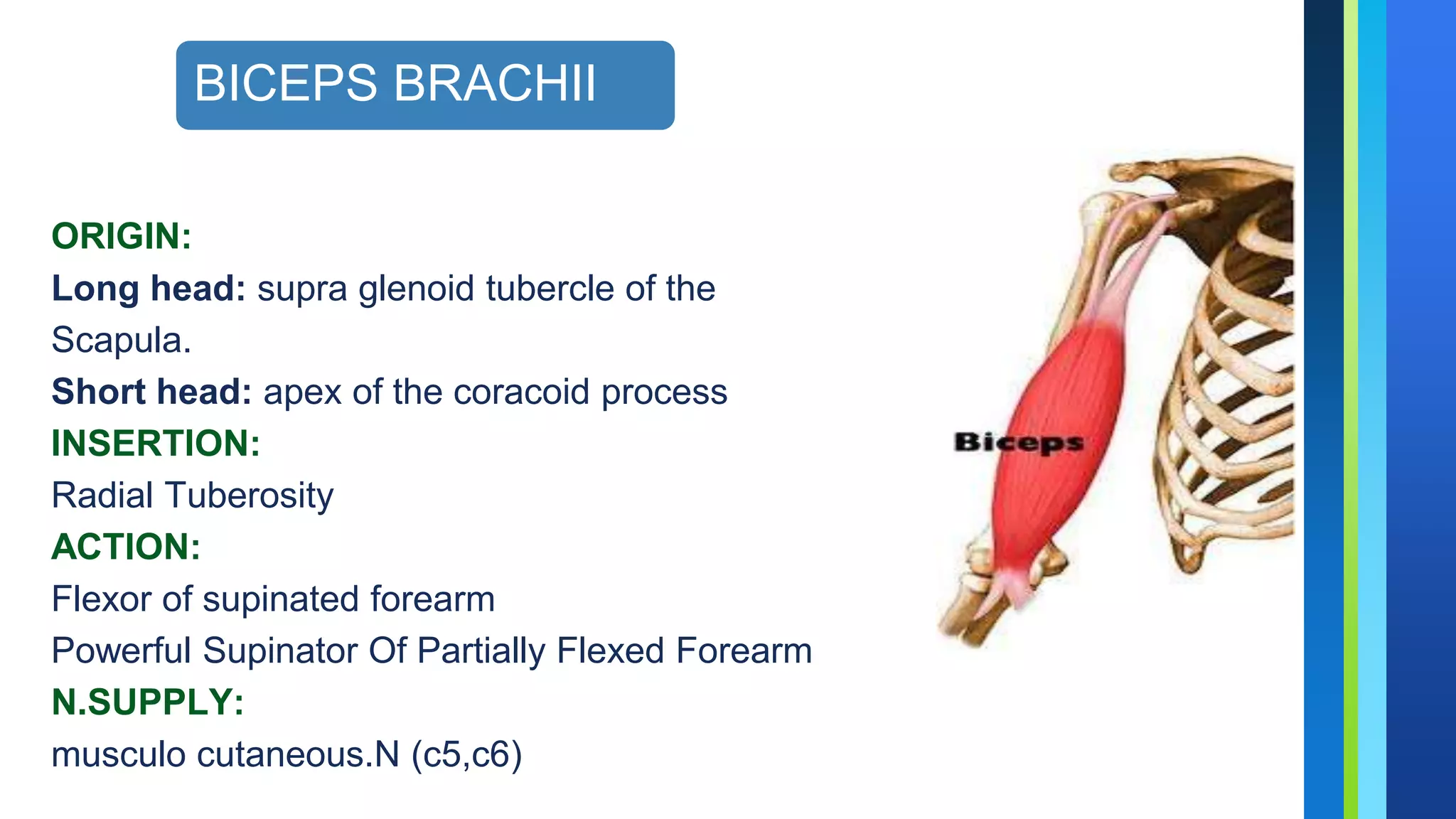 Anatomy of upper limb | PPTX