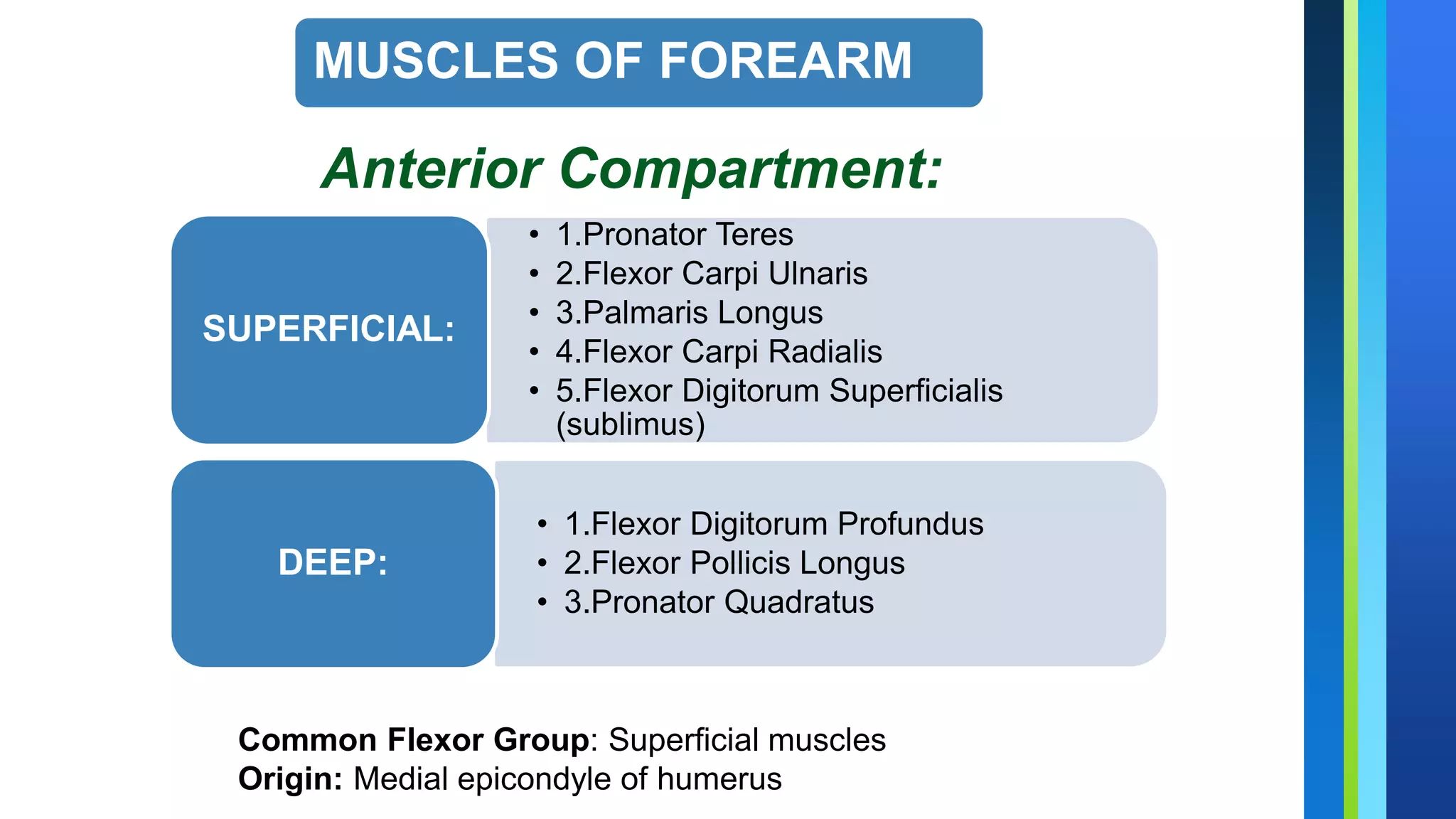 Anatomy of upper limb | PPTX