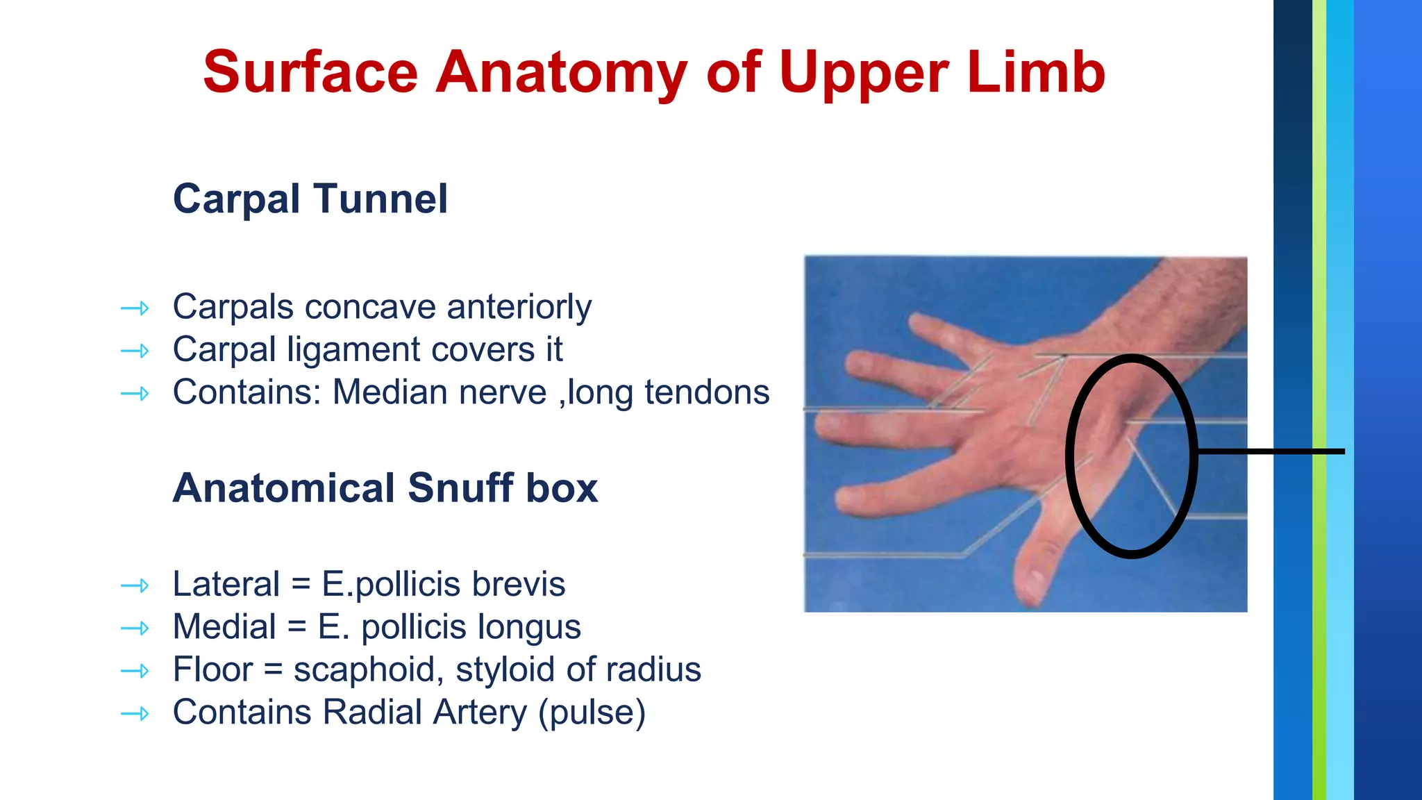 Anatomy of upper limb | PPTX