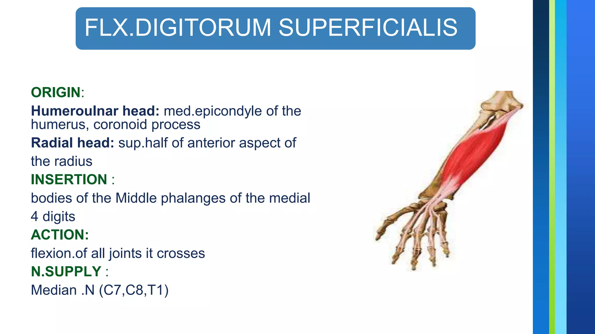 Anatomy of upper limb | PPTX