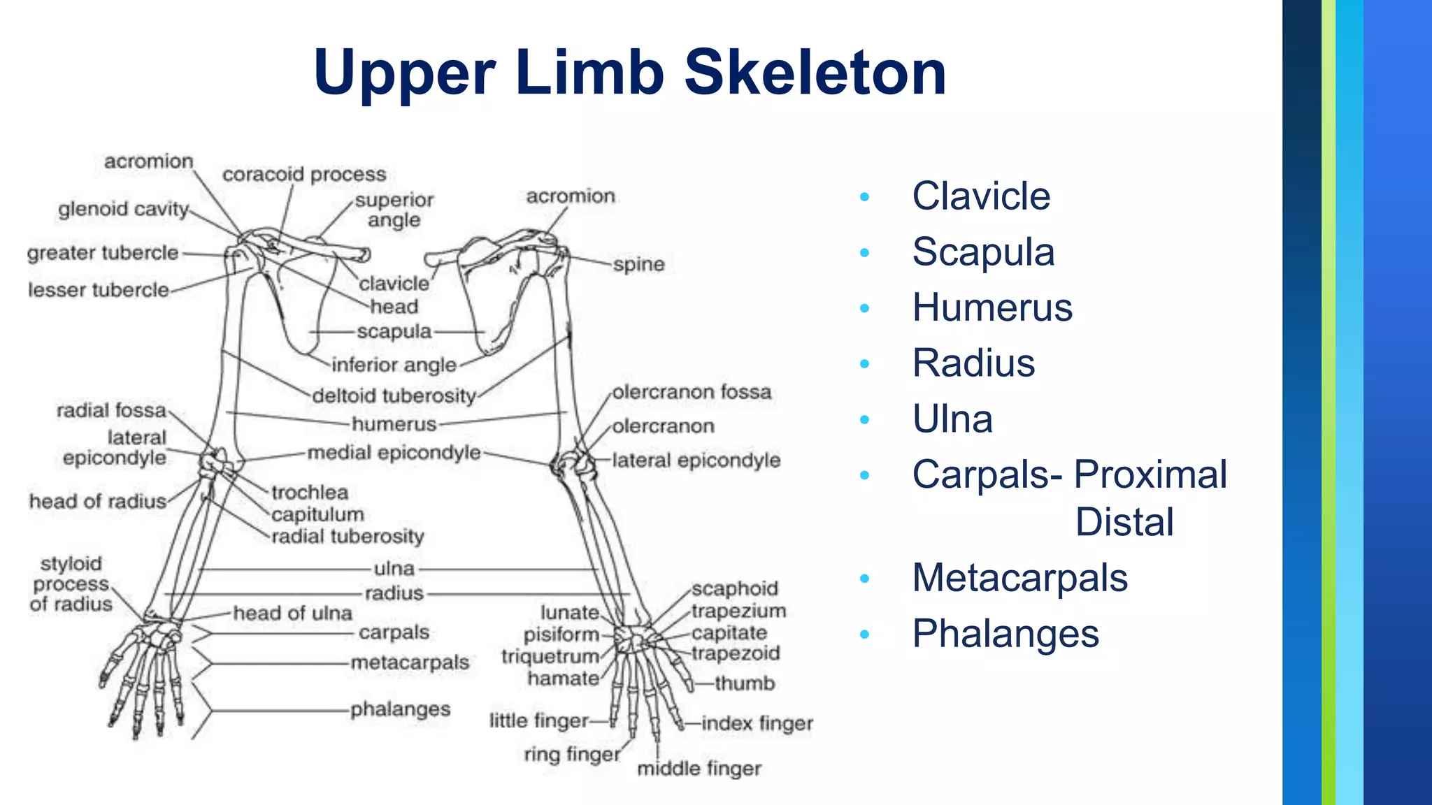 Anatomy of upper limb | PPTX