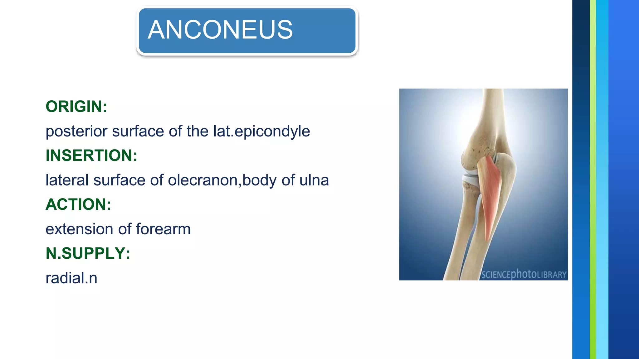 Anatomy of upper limb | PPTX