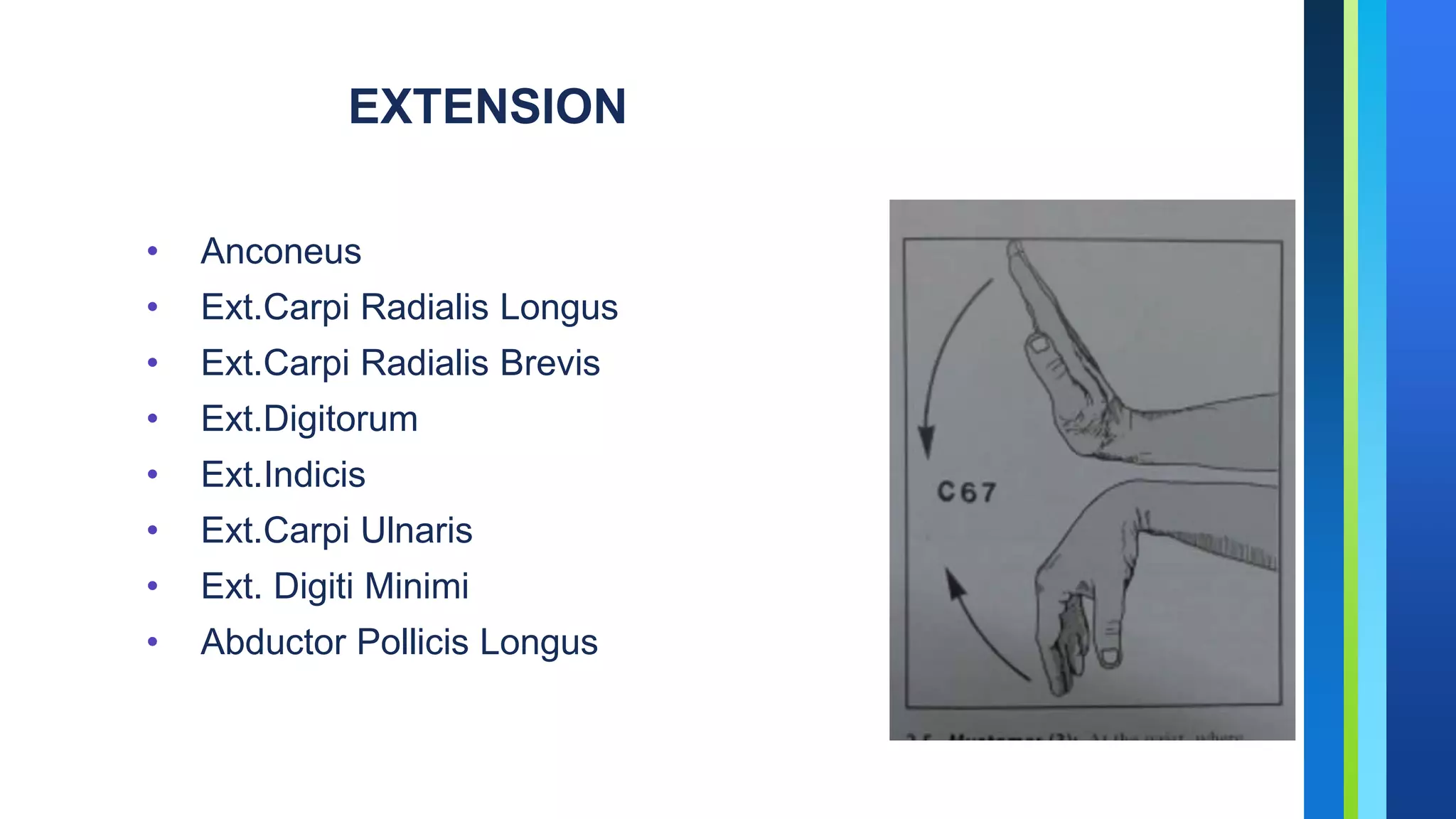 Anatomy of upper limb | PPTX