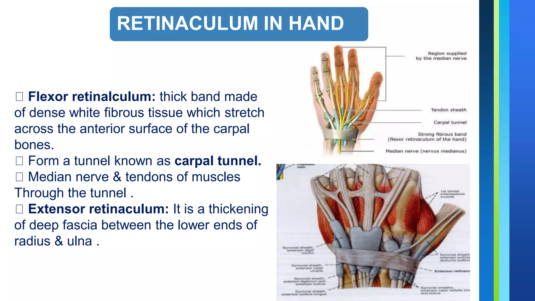 Anatomy of upper limb | PPTX