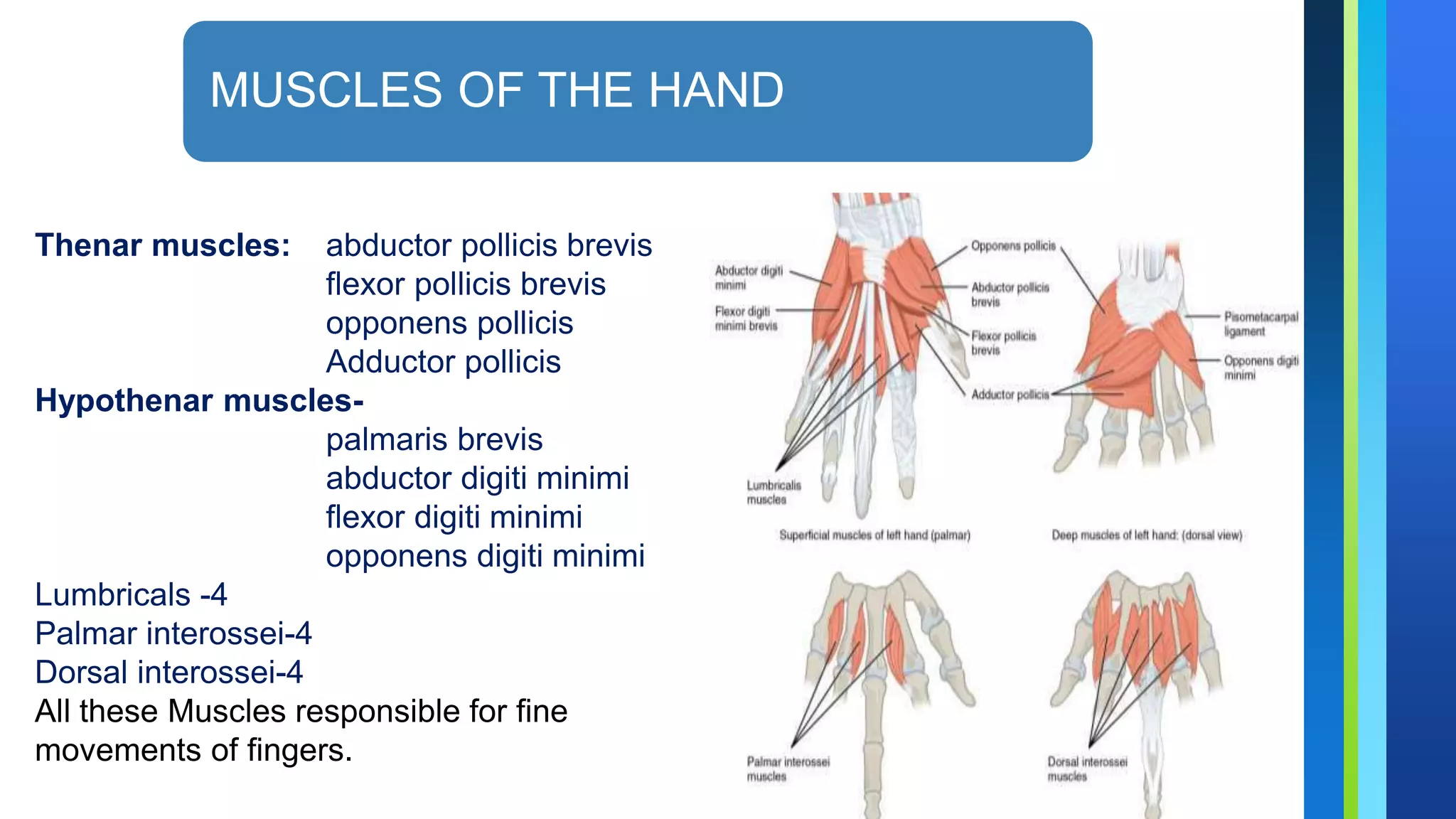 Anatomy of upper limb | PPTX