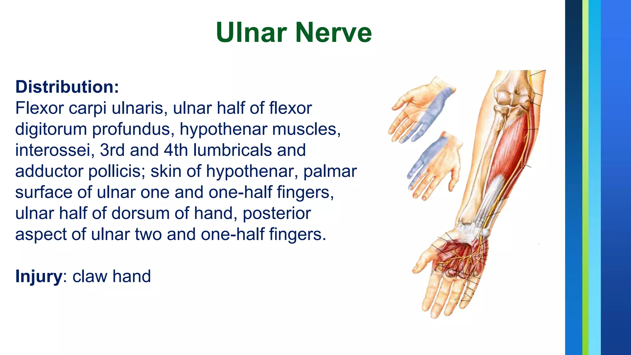 Anatomy of upper limb | PPTX