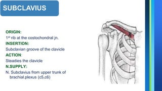 Anatomy of upper limb | PPTX