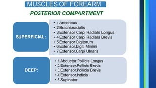Anatomy of upper limb | PPTX