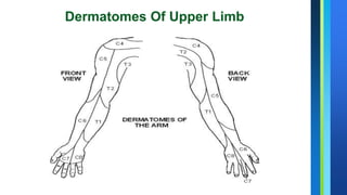 Anatomy of upper limb | PPTX
