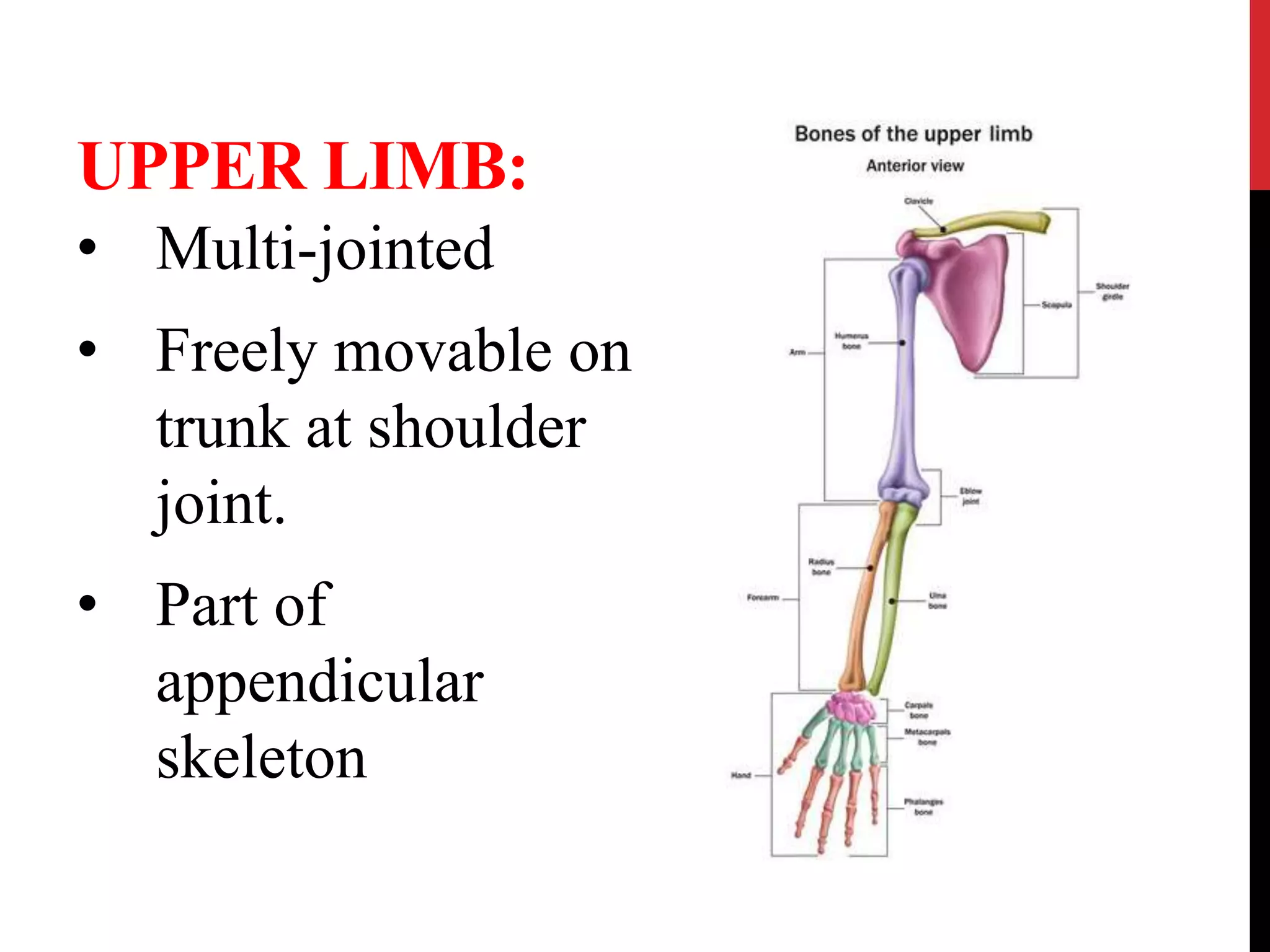 Anatomy of upper limb | PPTX