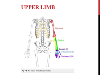 Anatomy of upper limb | PPTX