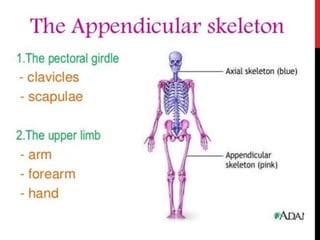 Anatomy of upper limb | PPT