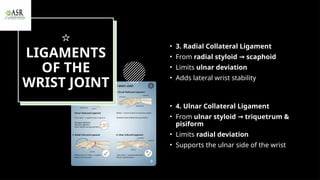 anatomy of upperlimb (wrist joints) Bahare Anjum shaik, ASRHMC | PPTX