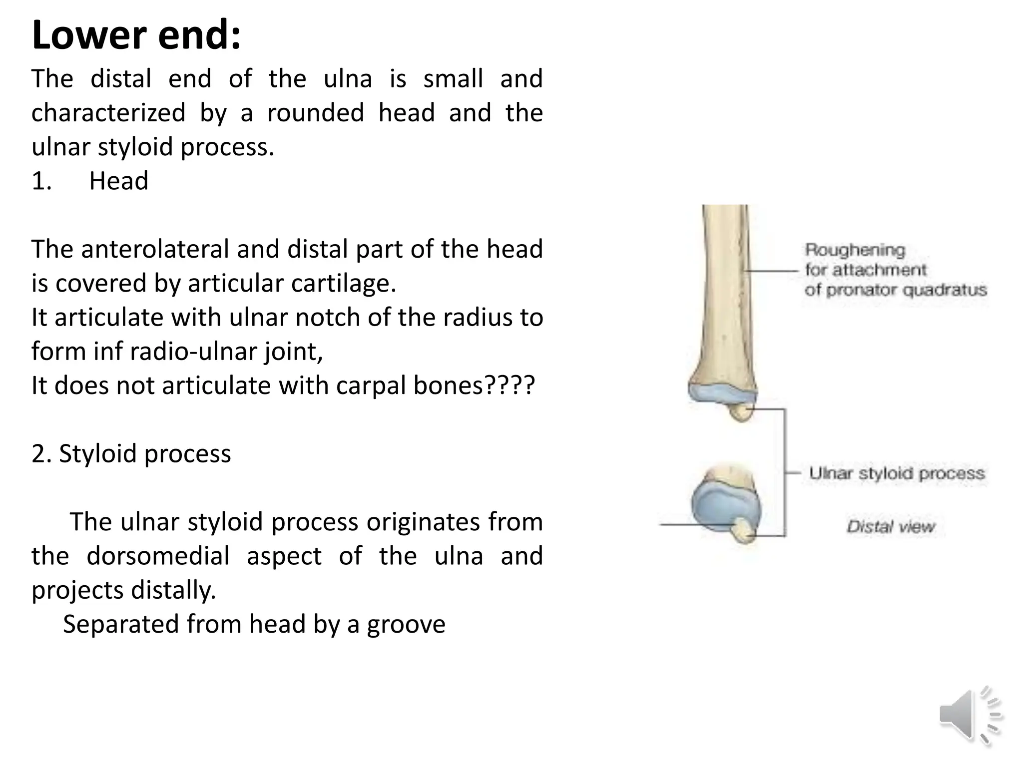 Anatomy of upper limb bones part II 2020.pptx