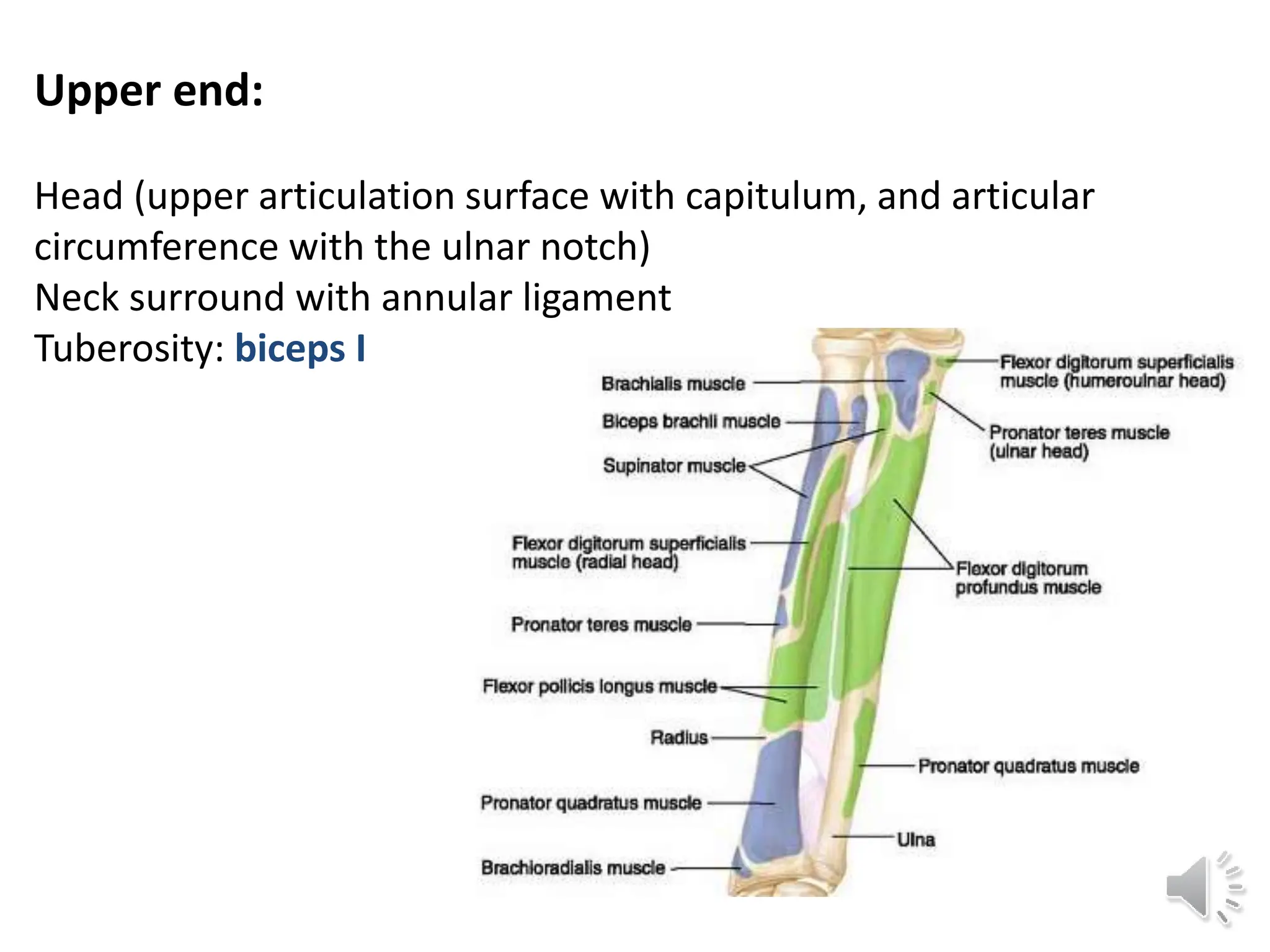 Anatomy of upper limb bones part II 2020.pptx