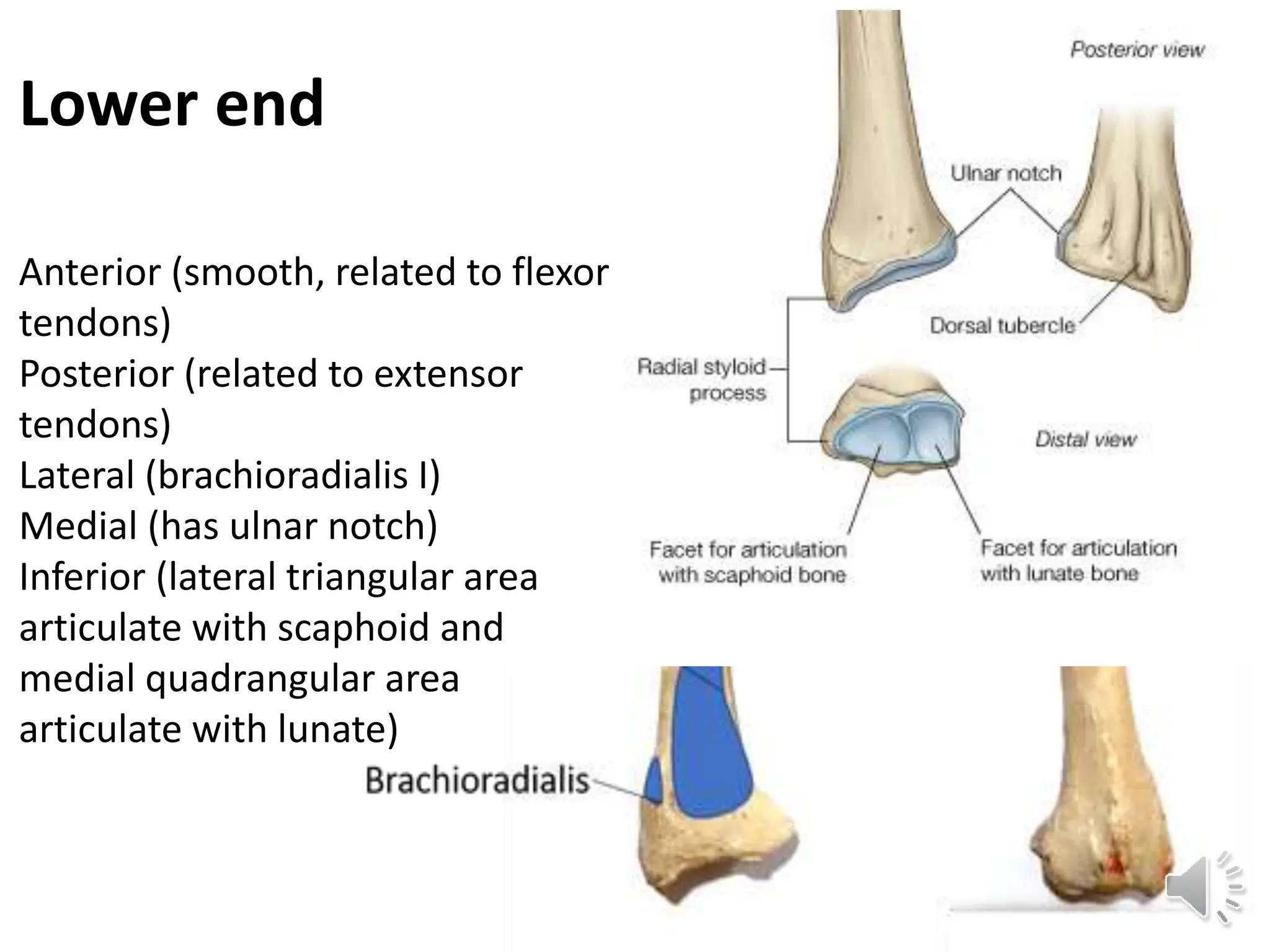 Anatomy of upper limb bones part II 2020.pptx