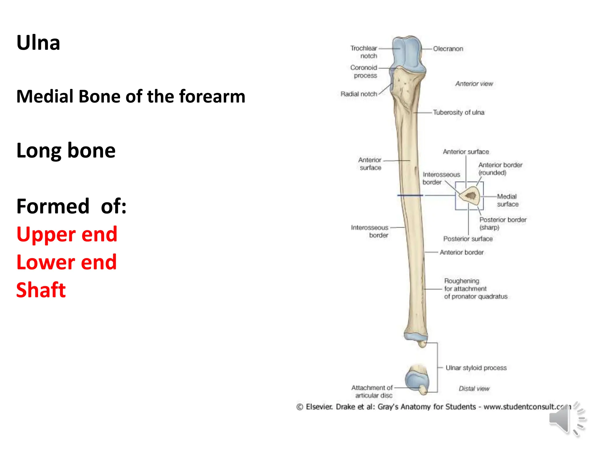 Anatomy of upper limb bones part II 2020.pptx
