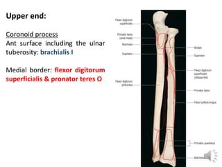 Anatomy of upper limb bones part II 2020.pptx