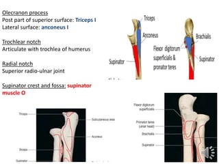 Anatomy of upper limb bones part II 2020.pptx