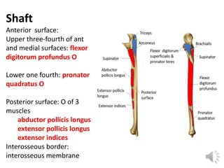 Anatomy of upper limb bones part II 2020.pptx