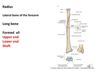 Anatomy of upper limb bones part II 2020.pptx