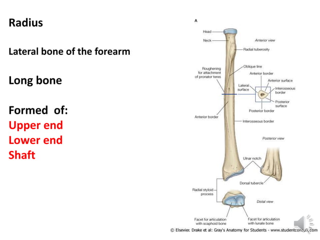 Anatomy of upper limb bones part II 2020.pptx