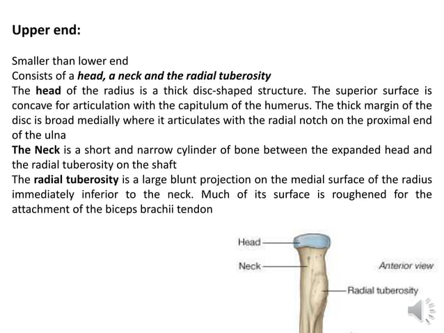 Anatomy of upper limb bones part II 2020.pptx