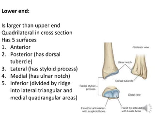 Anatomy of upper limb bones part II 2020.pptx
