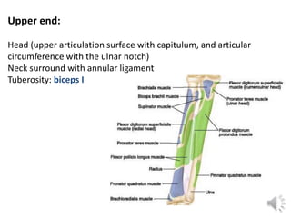 Anatomy of upper limb bones part II 2020.pptx