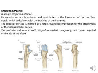 Anatomy of upper limb bones part II 2020.pptx