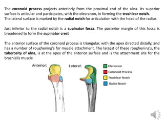 Anatomy of upper limb bones part II 2020.pptx