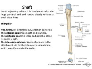 Anatomy of upper limb bones part II 2020.pptx