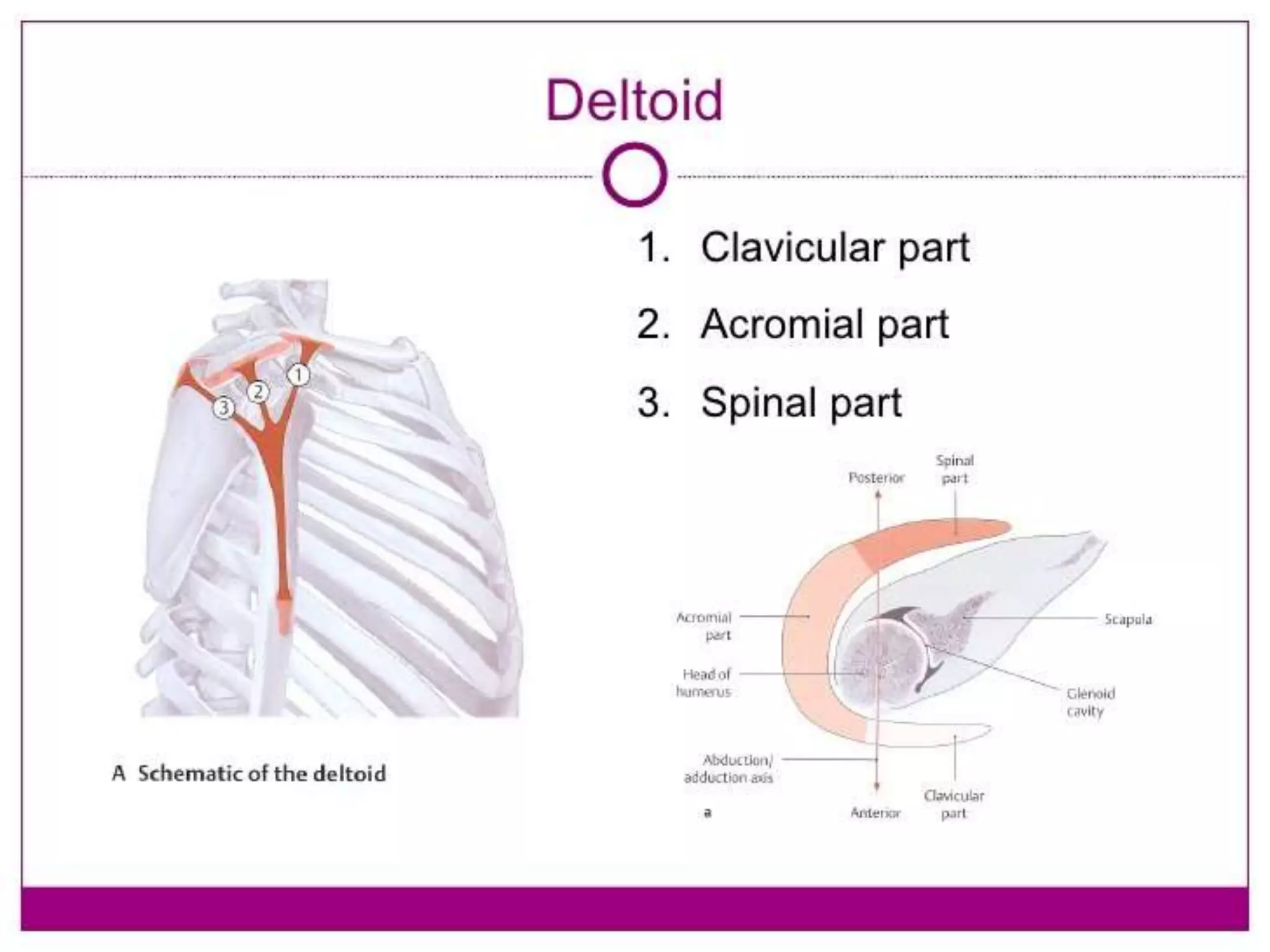 Anatomy of upperlimb front of arm2018 | PPTX