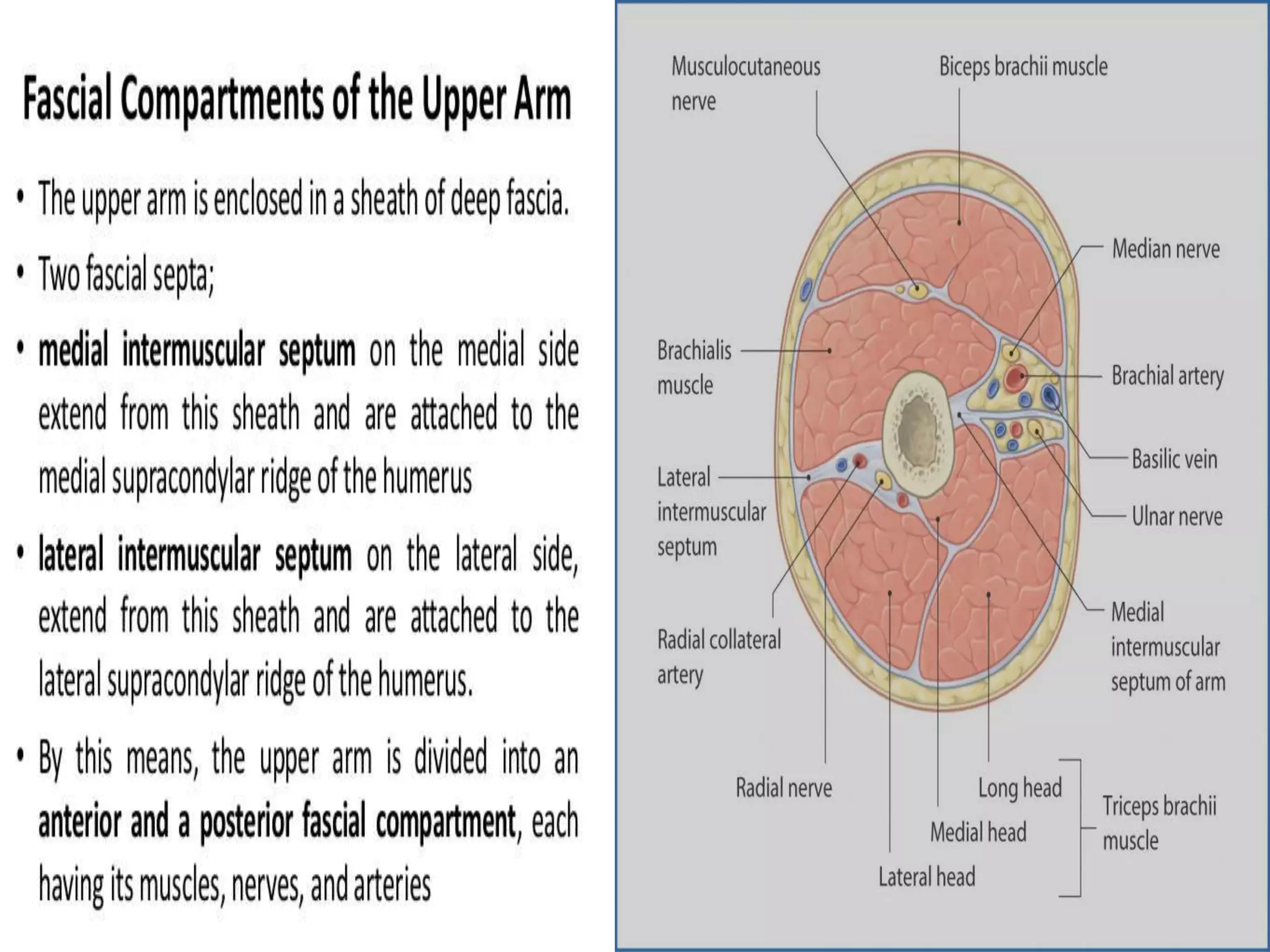 Anatomy of upperlimb front of arm2018 | PPTX