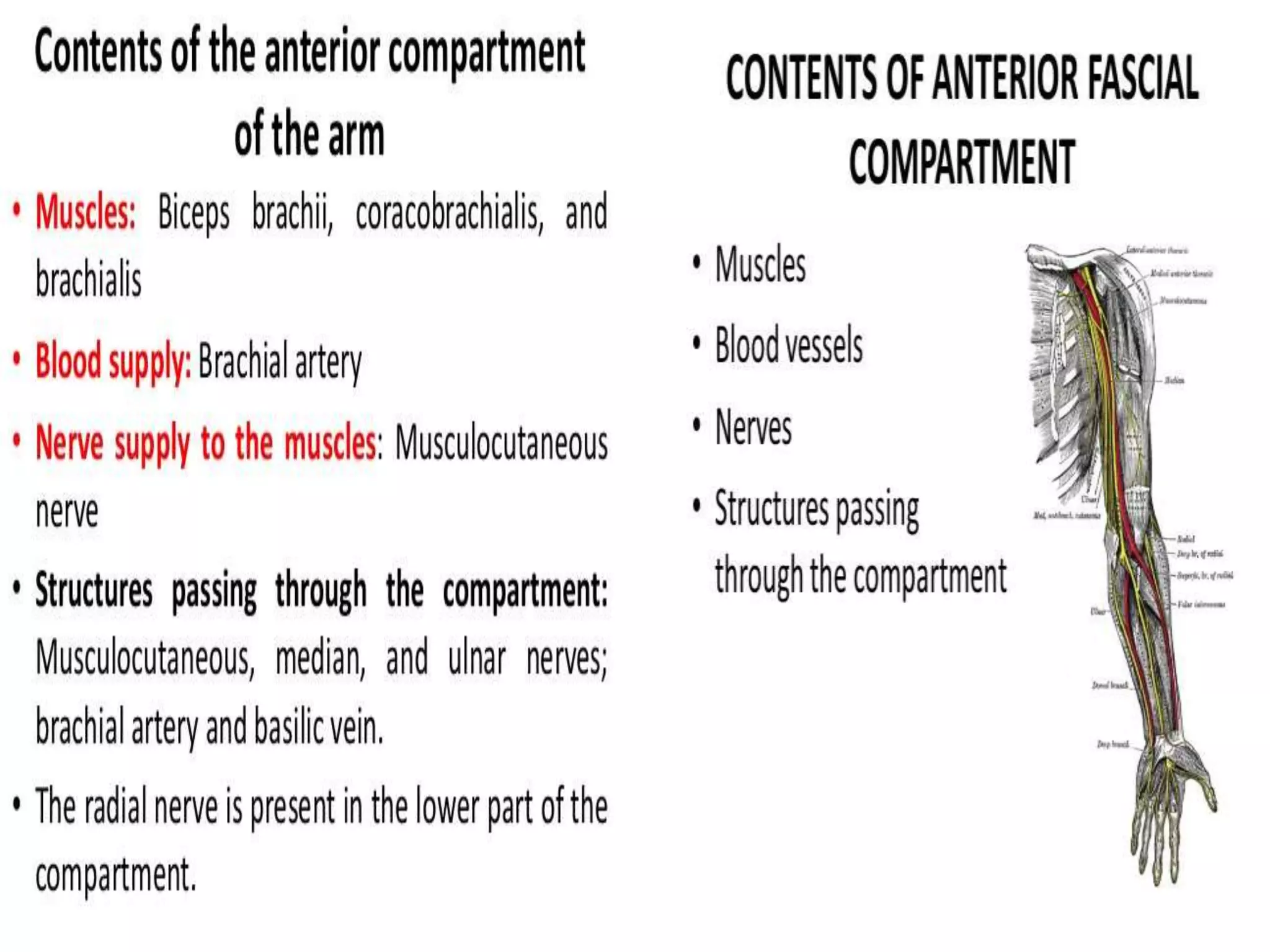 Anatomy of upperlimb front of arm2018 | PPTX