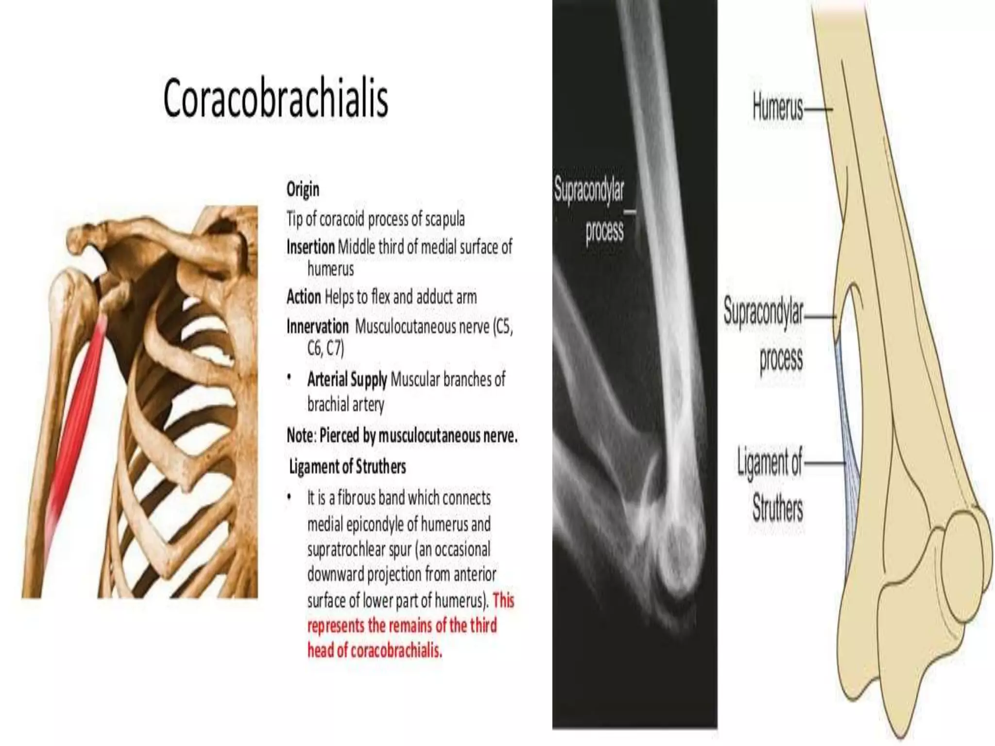 Anatomy of upperlimb front of arm2018 | PPTX