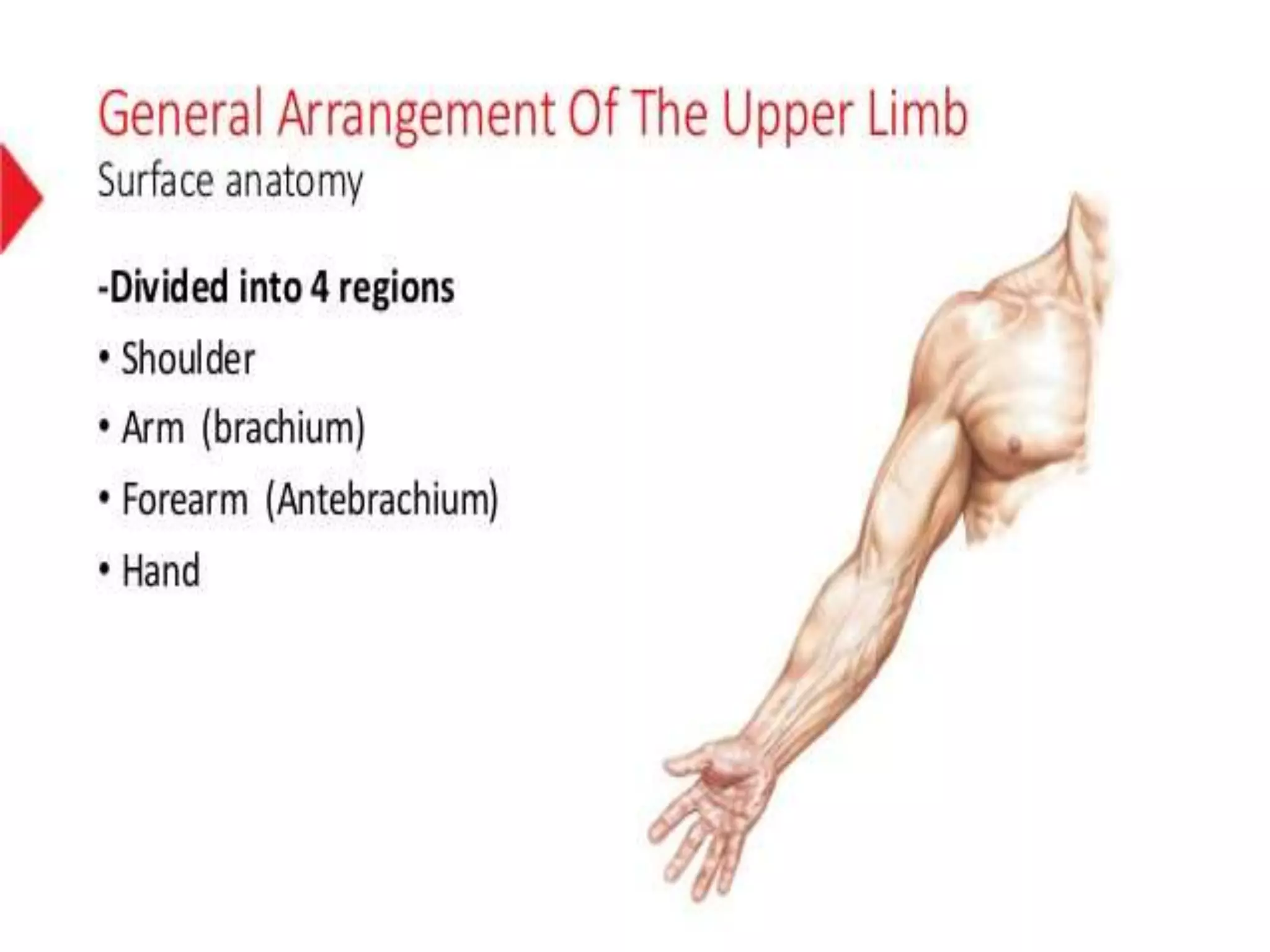 Anatomy of upperlimb front of arm2018 | PPTX