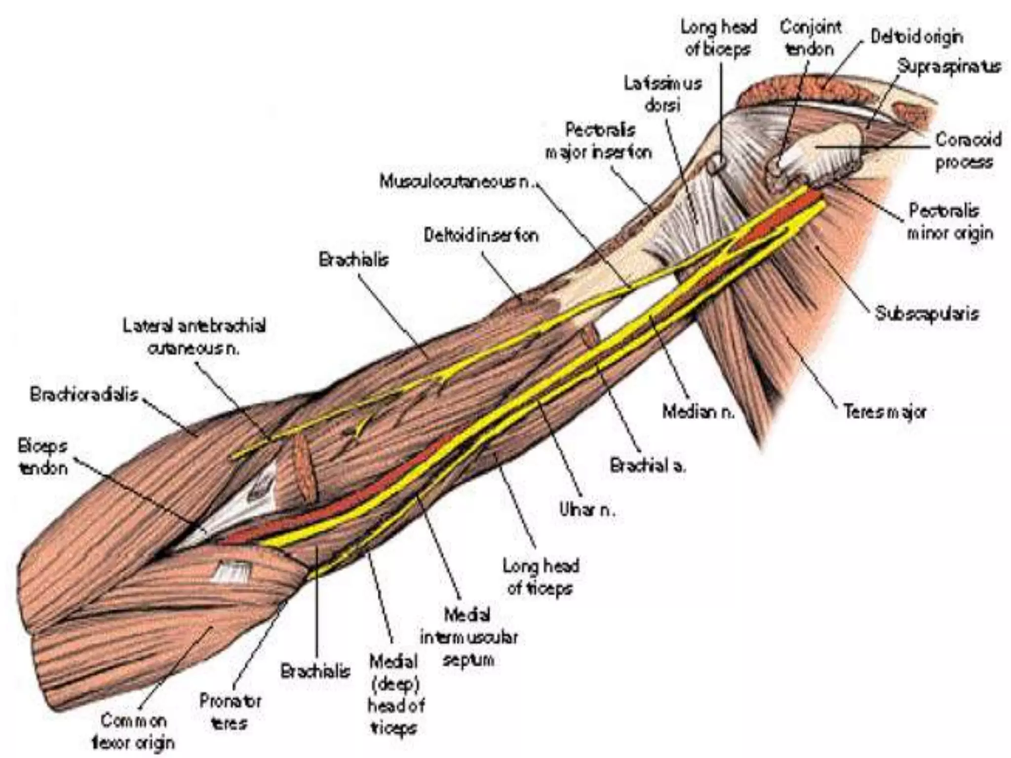 Anatomy of upperlimb front of arm2018 | PPTX