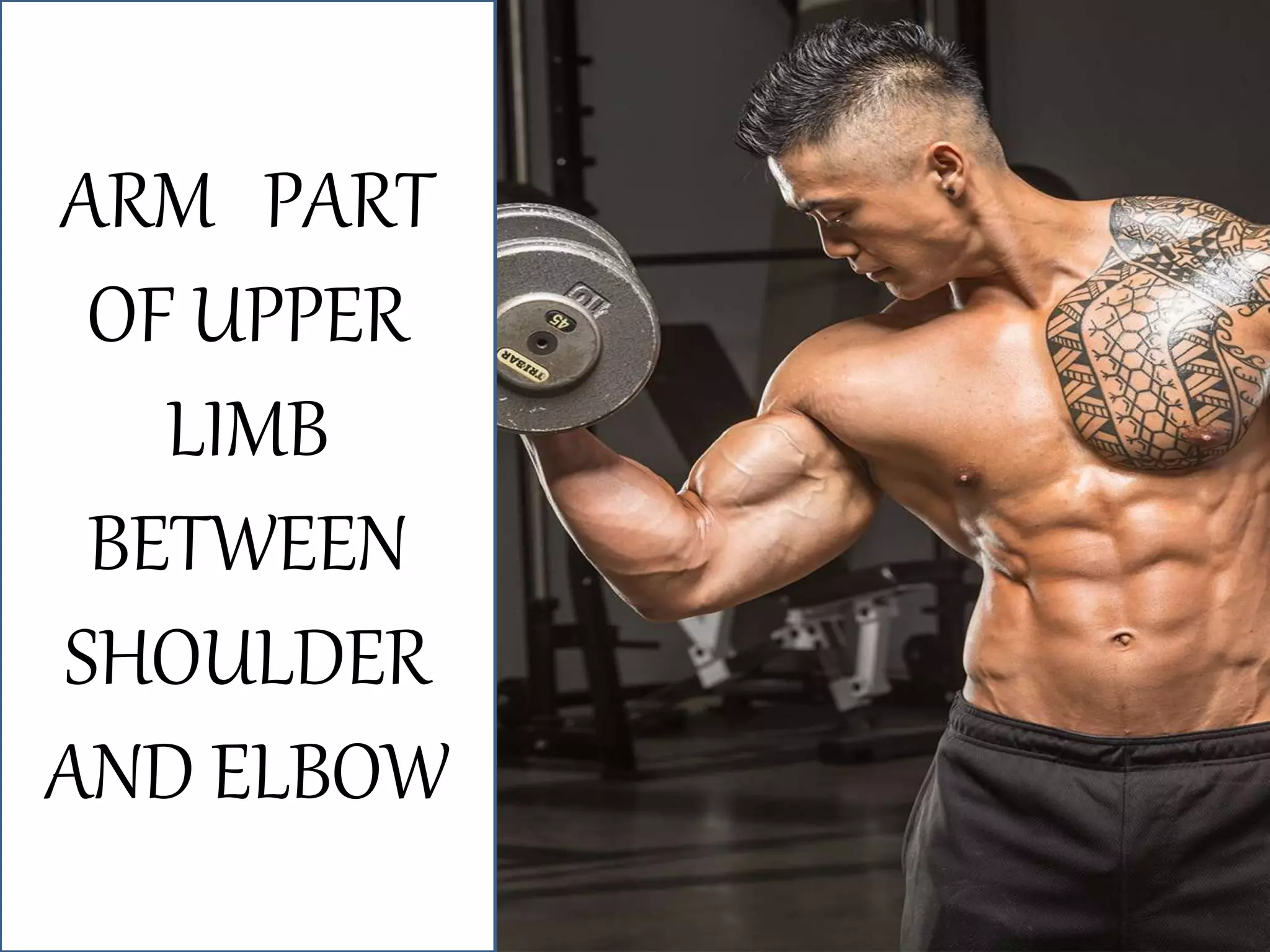 Anatomy of upperlimb front of arm2018 | PPTX