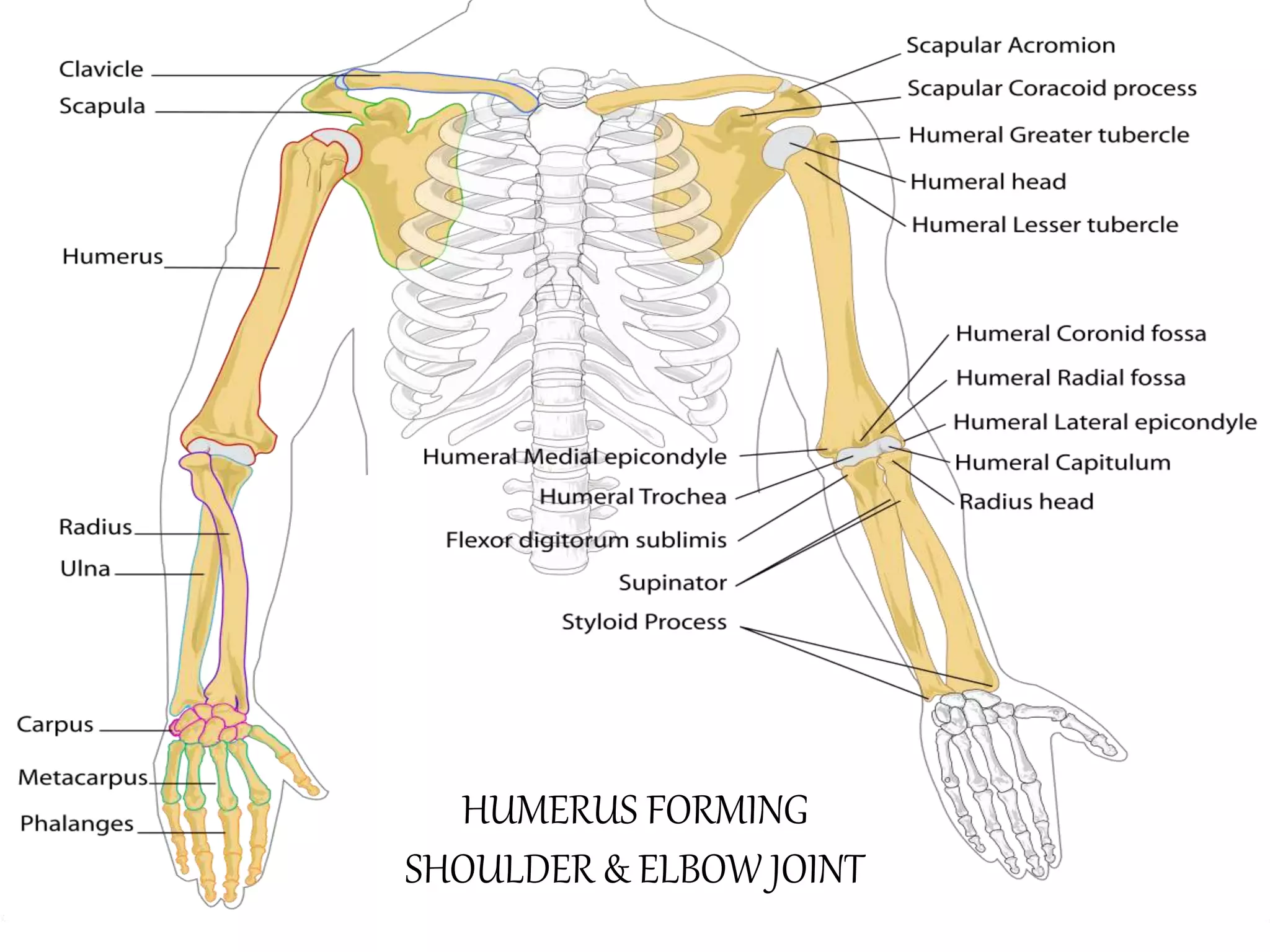 Anatomy of upperlimb front of arm2018 | PPTX