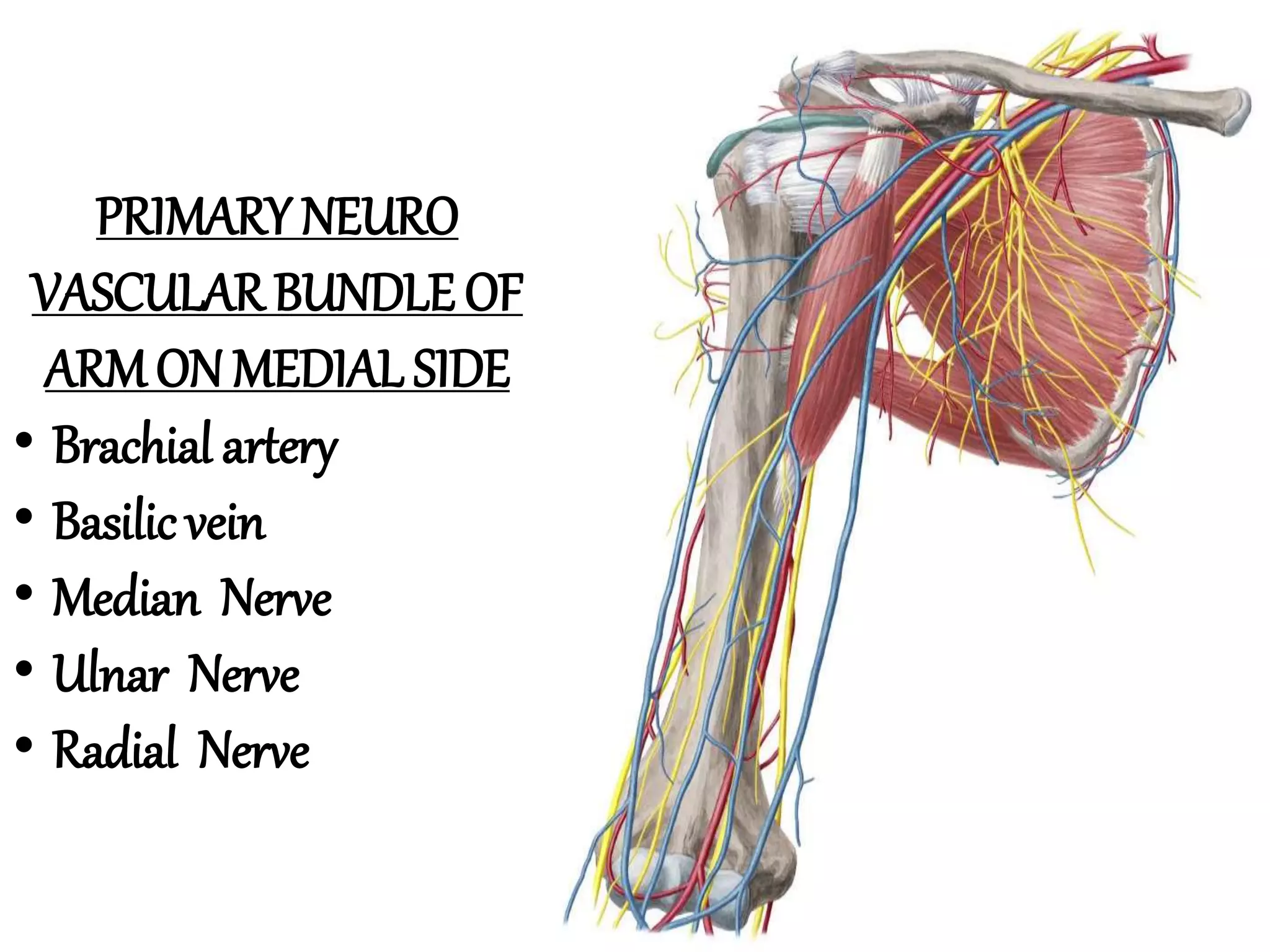 Anatomy of upperlimb front of arm2018 | PPTX