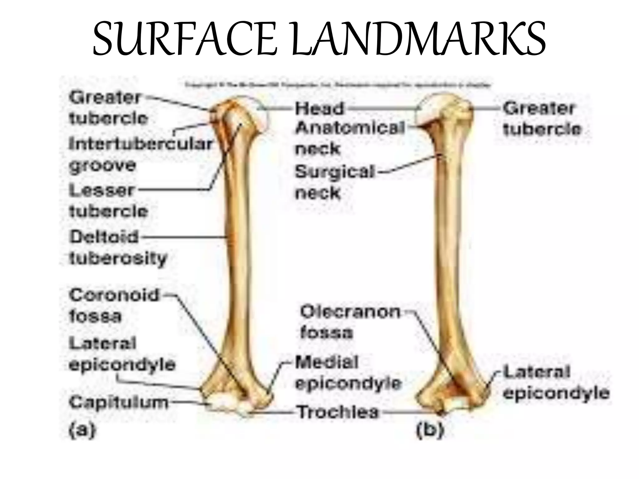 Anatomy of upperlimb front of arm2018 | PPTX