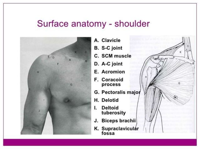 Anatomy of upperlimb front of arm2018 | PPTX