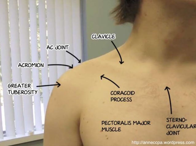 Anatomy of upperlimb front of arm2018 | PPTX