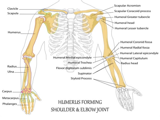 Anatomy of upperlimb front of arm2018 | PPTX