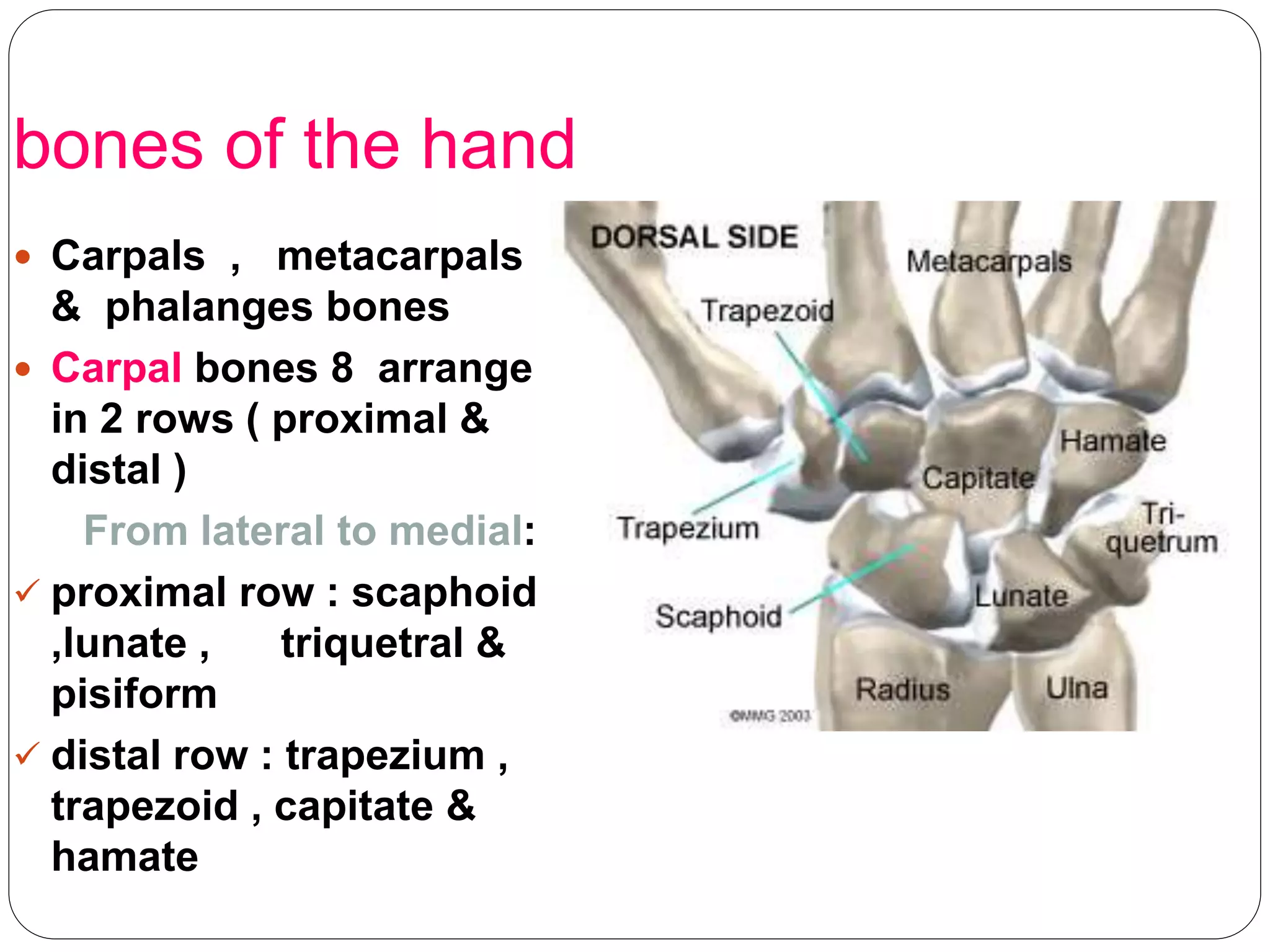 Anatomy of upper limb rehan | PPTX