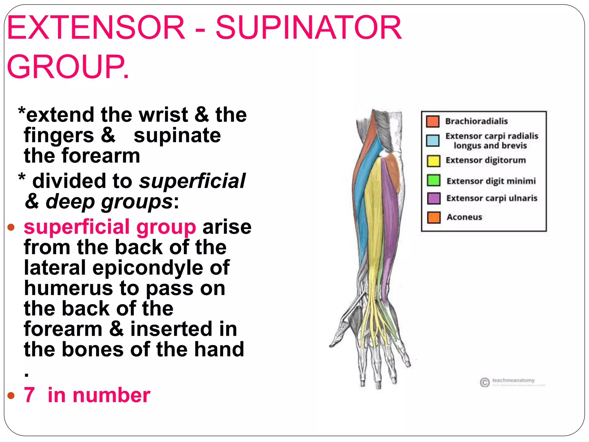 Anatomy of upper limb rehan | PPTX